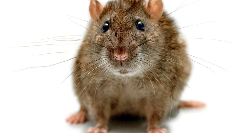 Höga värden i sork • Expertens råd: "Det är nödvändigt"