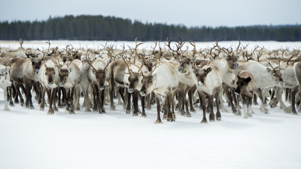 "Återigen sitter de samiska renskötarna med skurkrollen"