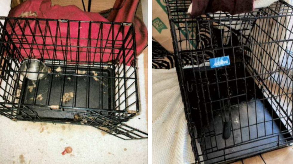 Hundar hölls i burar i mörker – fick vanskapt ben efter fraktur