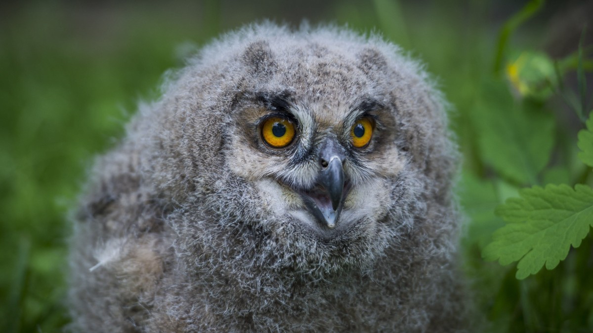 Riksinventering av världens största uggla