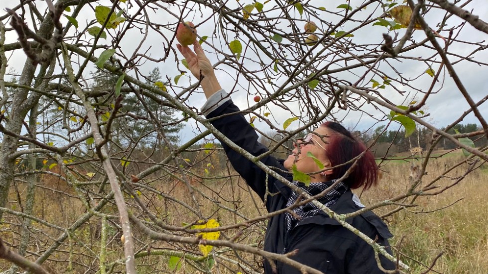 Anns förslag till kommunen: "Gör en karta över gratis frukt och bär"