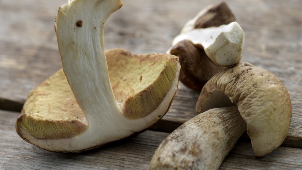 Efter regn kommer svamp – tips för både nybörjare och erfarna