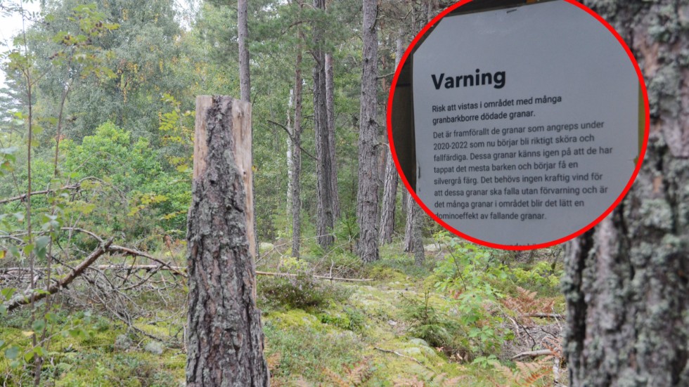 Varning för fallande träd över motionsspår