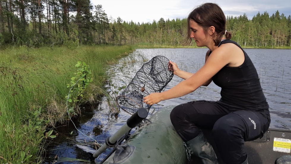 Kampen mot kräftpesten fortsätter – både bra och dåliga upptäckter ...