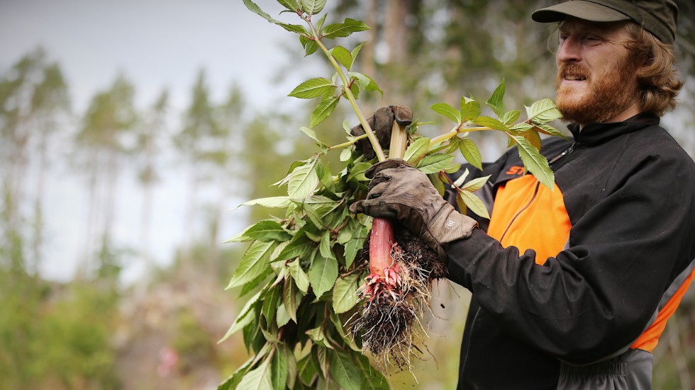 Anton fick syn på en främmande växt i sin skog • Nu kämpar han med att ...