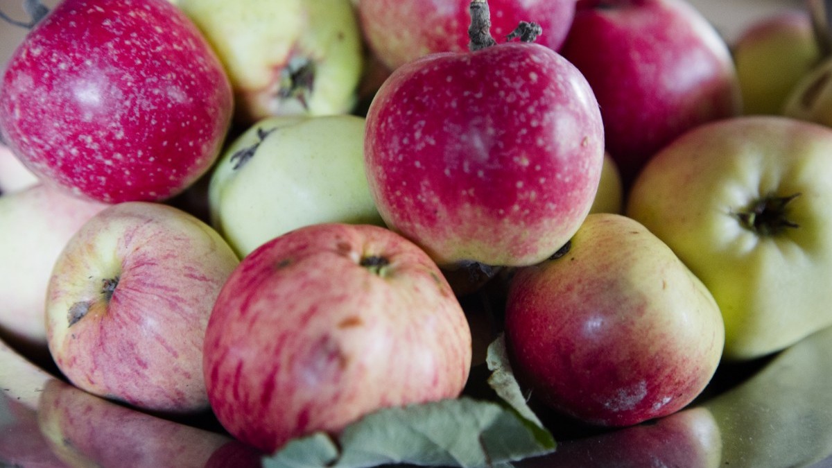 INSÄNDARE: Ge tillbaka frukten till barnen i förskolan