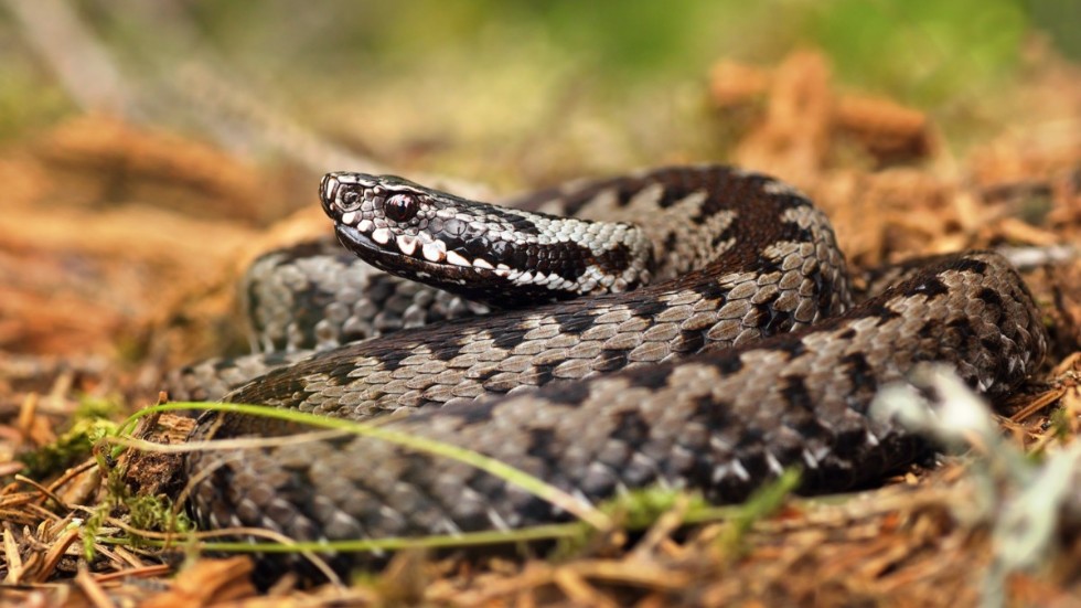 Har du ormar i trädgården? – här är expertens bästa råd