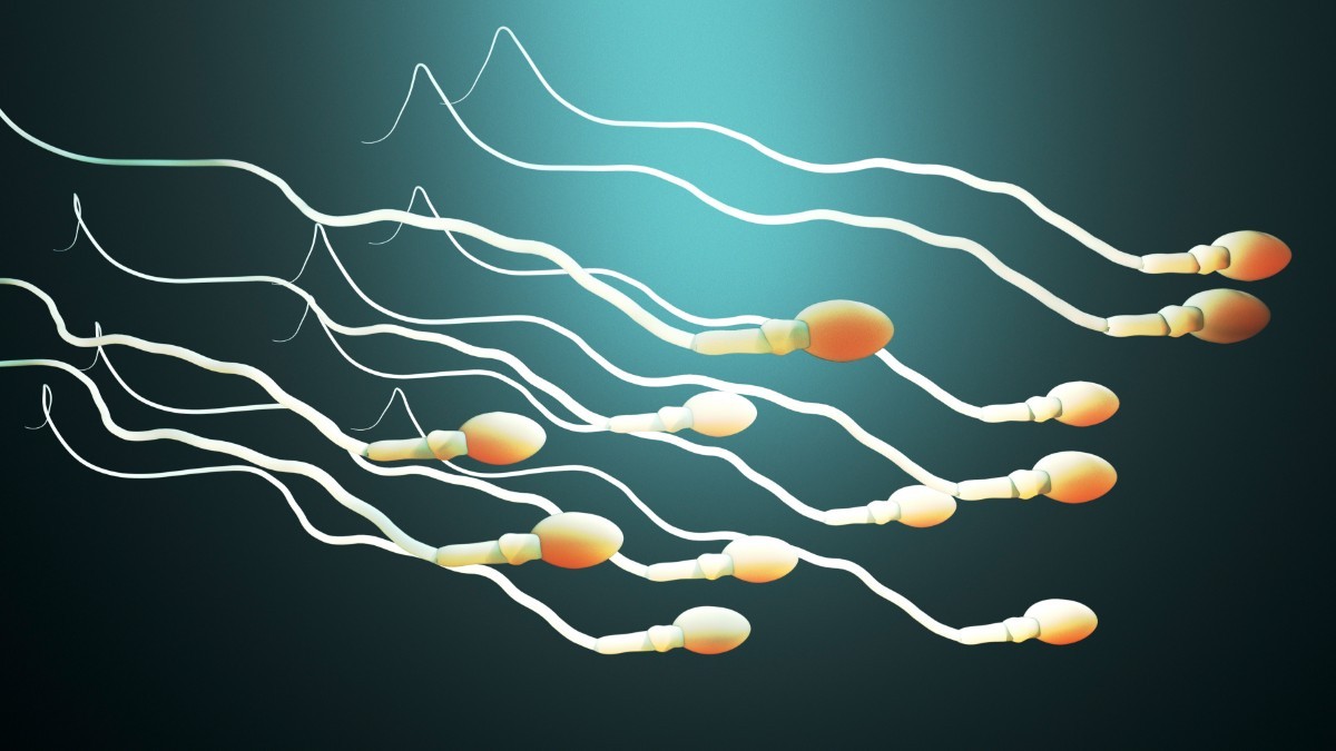 Nu vill fler veta vad spermierna går för