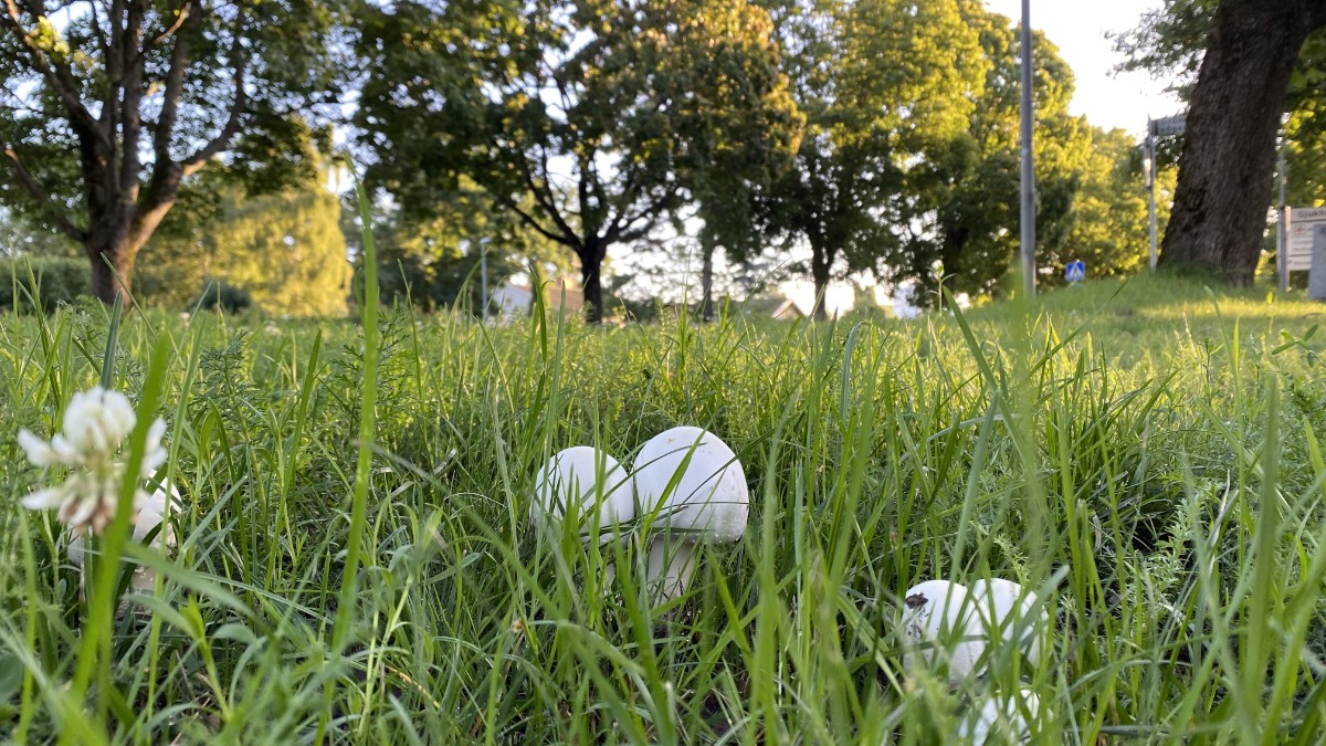ANETTE ÖSTLUND: En perfekt dag för en svamptur
