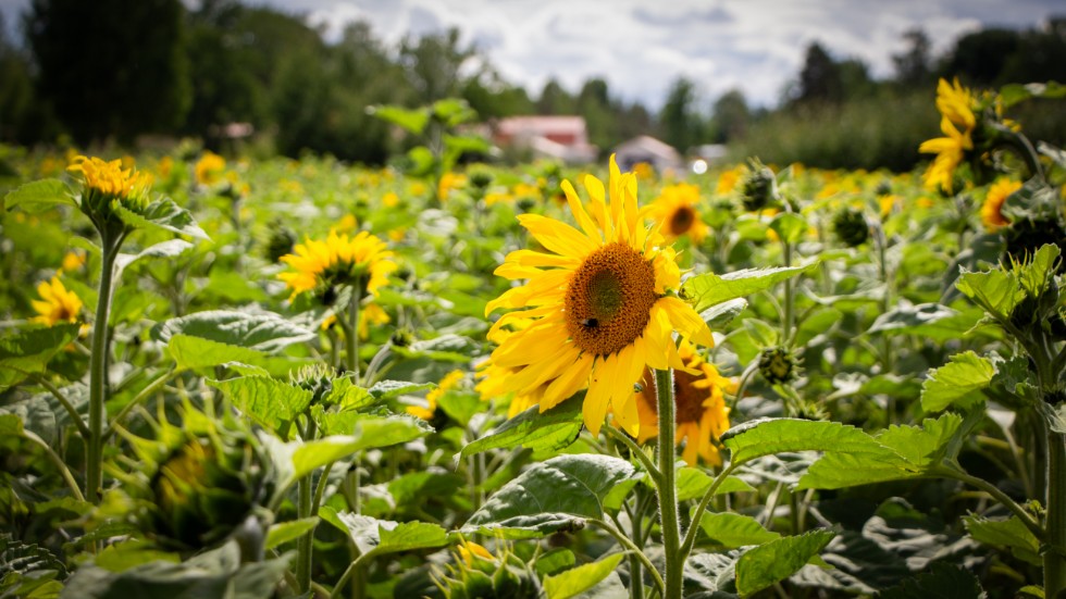 Solrosfält slår rekord: "Det här trodde vi aldrig"