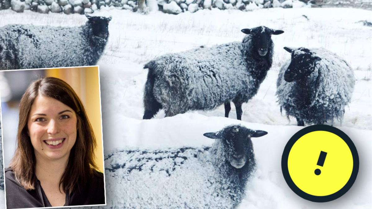 Ännu hopp om en vit jul – SMHI: ”Händelserikt väder”