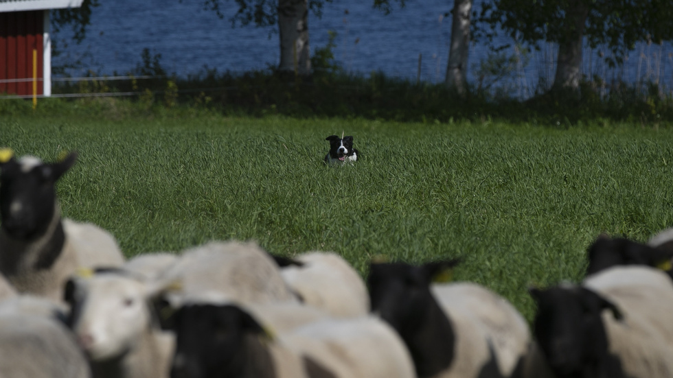 Noel, 12, träffade bidrottningen • "Häftigt att få vara så nära"