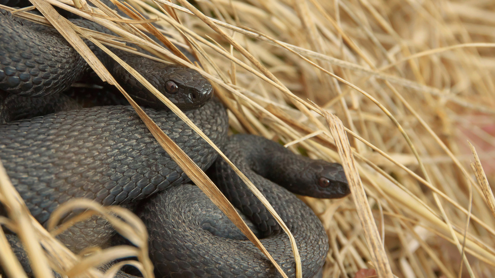 Därför är många huggormar synliga nu