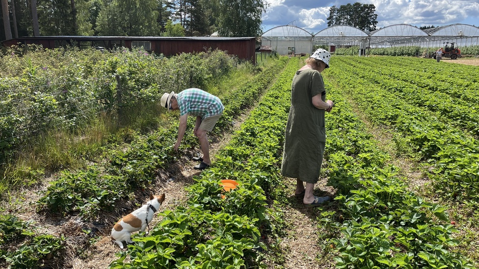 GUIDE: Passa på – här kan du plocka jordgubbar