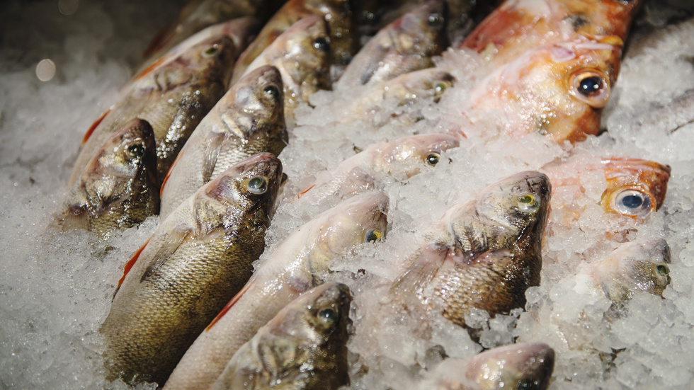 Varningen: Förhöjda halter gift i fisk från Vättern – nya kostråd