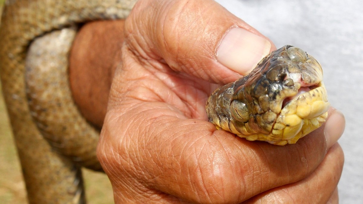 Ormar och grodor kostar miljarder
