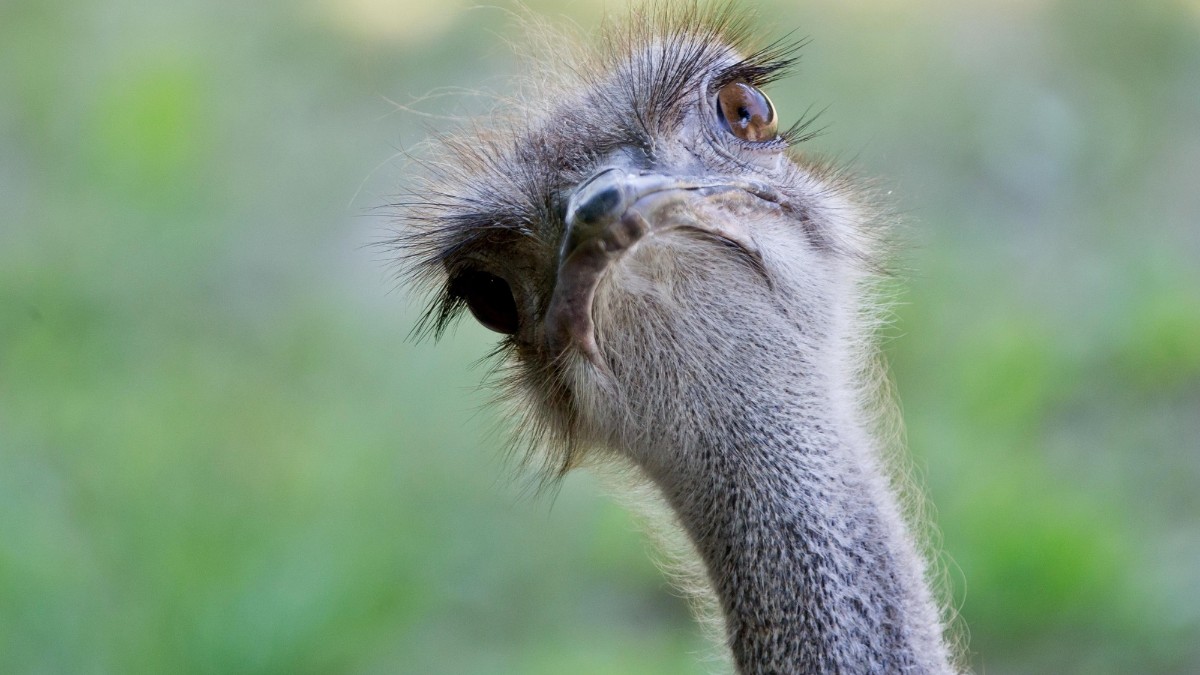 INSÄNDARE: Strutsen sticker inte huvudet i sanden