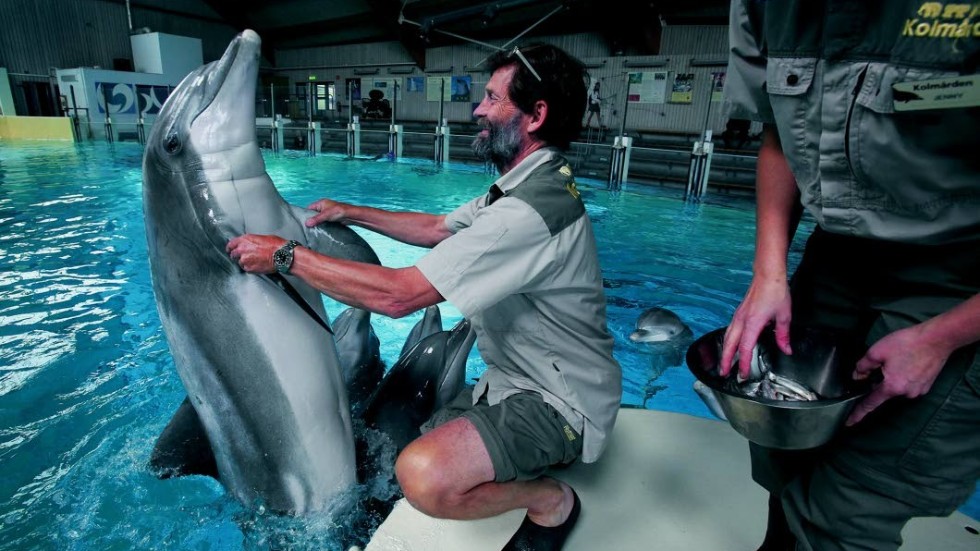 LEDARE: Kommer Kolmårdens delfiner att spolas ner i toaletten?