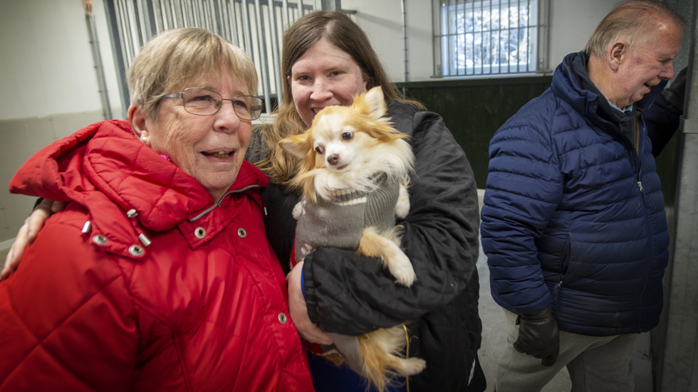 Helenes hästar brann inne – nya stallet gapar tomt: "De saknas"