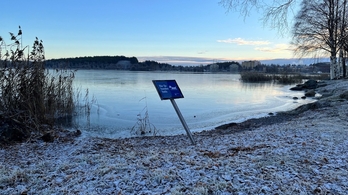 Läsarbilden: Hunden får bada
