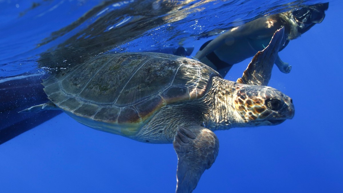 Unik havssköldpadda kan ha frusit ihjäl – NSD