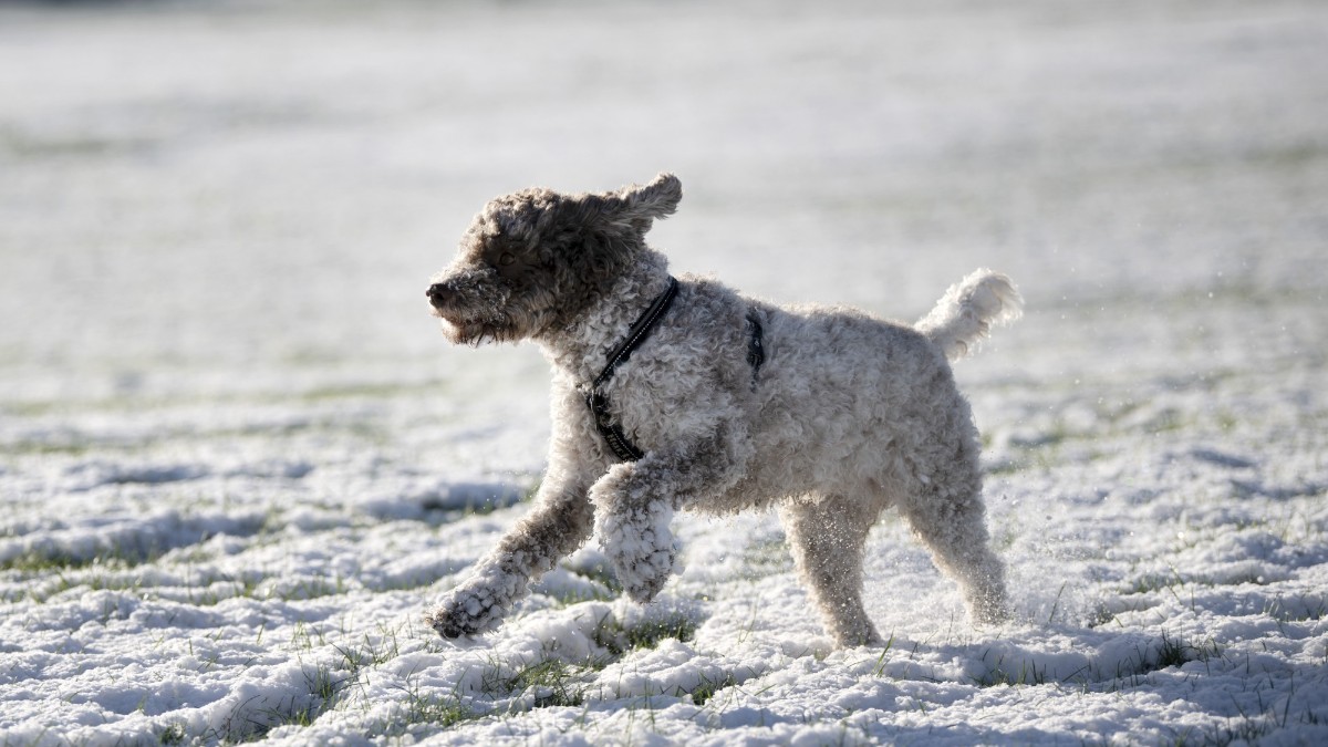 INSÄNDARE: Hundägare, plocka upp bajset efter era hundar på trottoaren