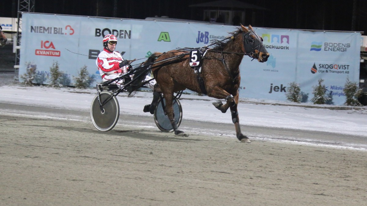 Skellefteåekipagen vann två V64-lopp i Boden – Olea Håleryd imponerade ...