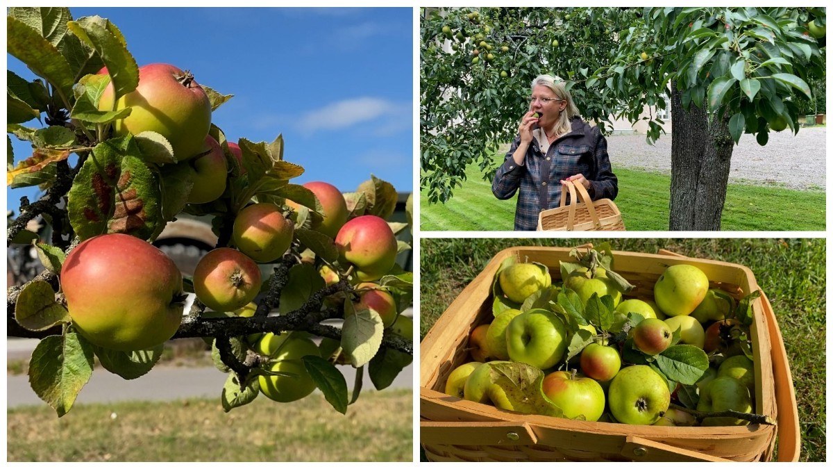 Här kan du plocka frukt – helt gratis: "En väldigt liten insats som ...