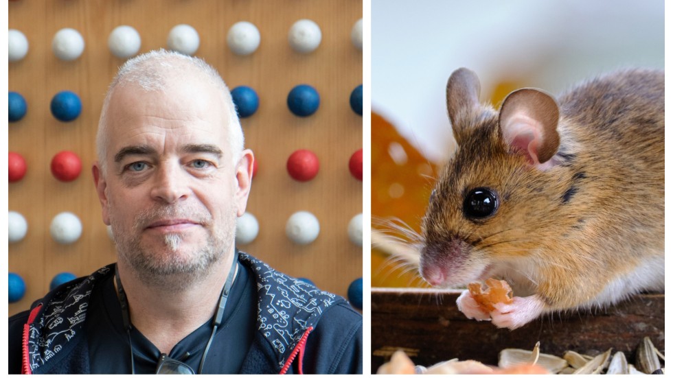 ANNONS: Gnagare – så blir du av med de ovälkomna gästerna i ditt hus