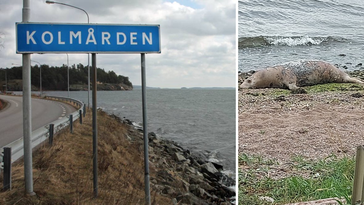 Makabra fyndet vid strandkanten: en död säl