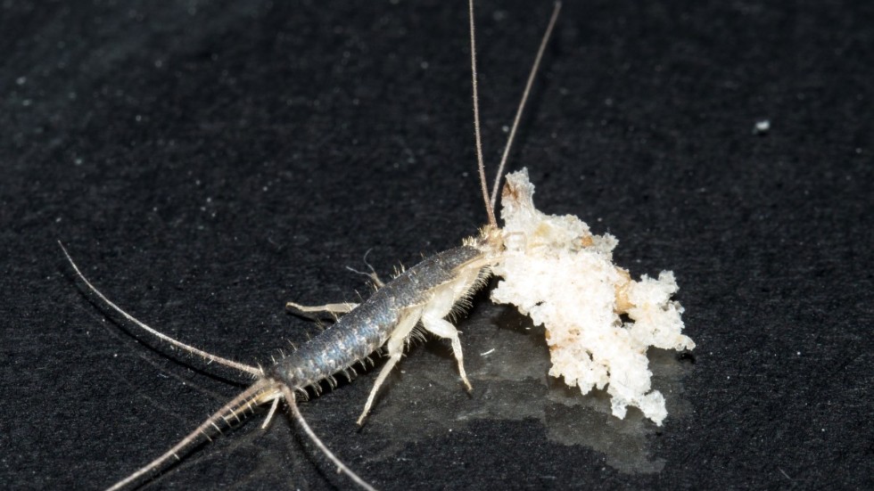 Supersilverfisken härjar på skola i Skellefteå