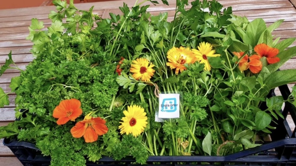 Grön omsorg skapar meningsfull sysselsättning: "Det känns viktigt att ...