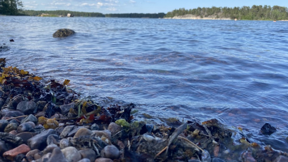 Döda fiskar på badstränderna – det är förklaringen
