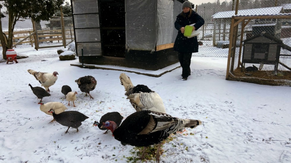 Tre kalvar av sällsynt ras födda – på samma gång "Fick mata med ...