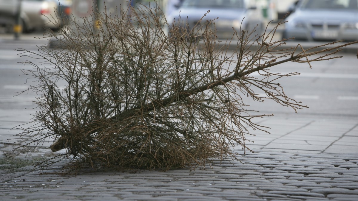 Snart dags för tjugondag Knut – tänk på det här när granen ska ut Så ...
