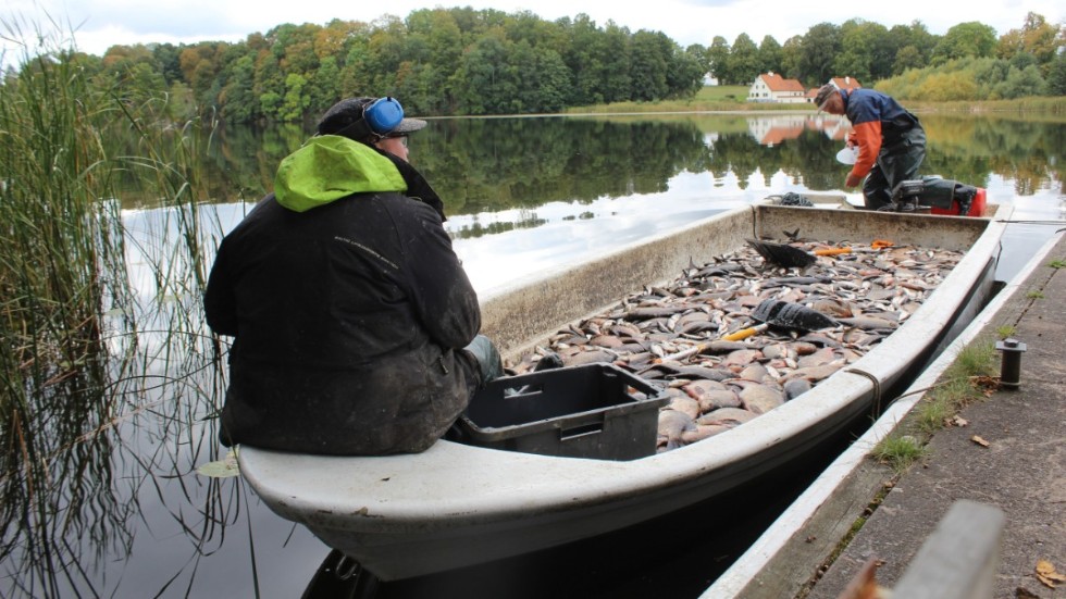De drar upp tonvis med fisk – så kan det bli klarare vatten i Bysjön
