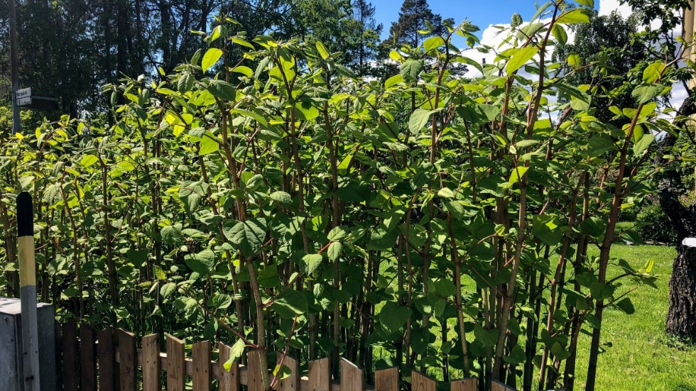 Mäklare sålde hus med parkslide – får varning