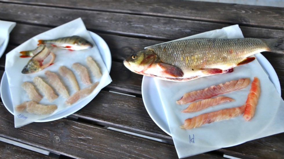 Stjärnkocken lagade bortglömda fiskar i Herrvik • ”Svenskar har glömt ...