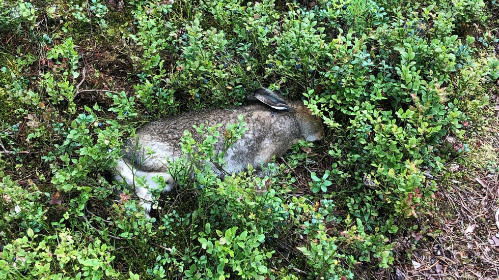 Harpest sprids i Norrbotten – så vet du om du har smittats