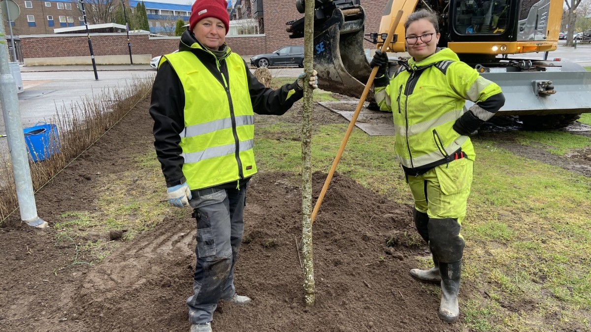 Vackert blommande träd möter kungaparet i juni