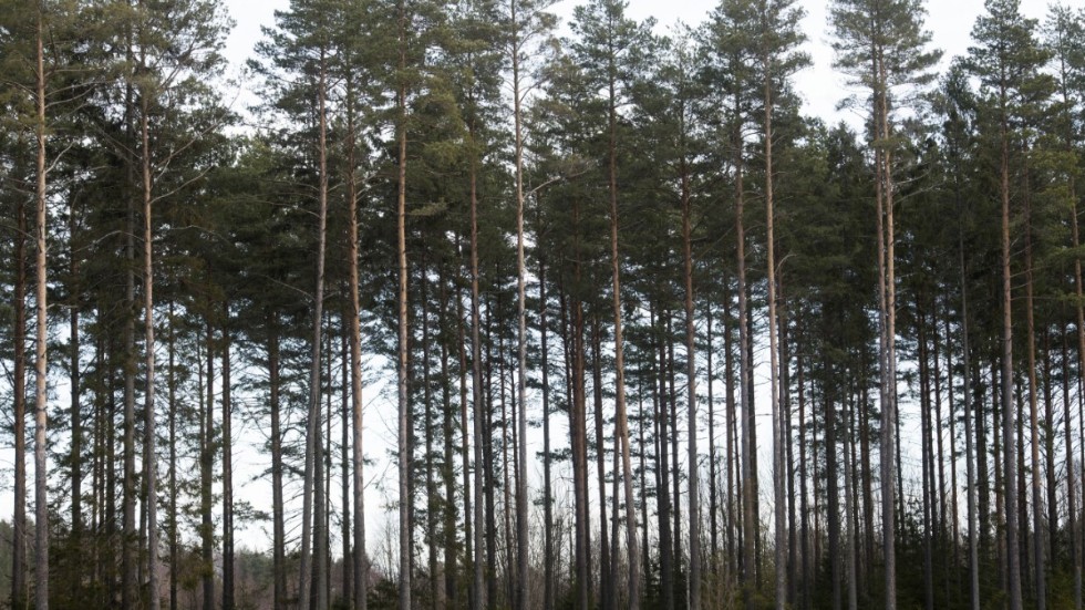 Gotlands största skogsägare • Företagen Organisationerna ...