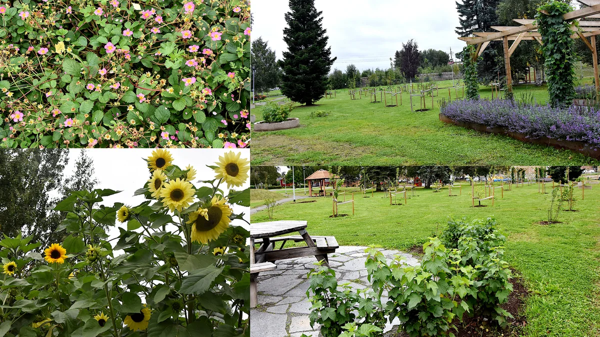 planen-anl-gga-park-med-tbara-v-xter-frukter-och-b-r