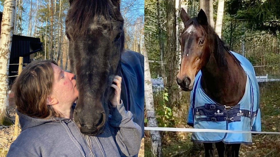 Helenes hästar brann inne – nya stallet gapar tomt: "De saknas"
