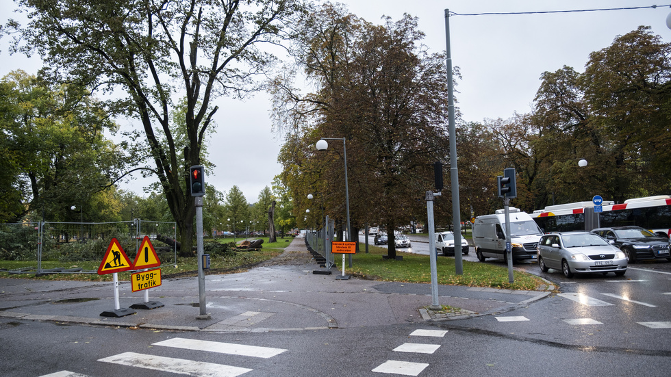 Nu fälls de gamla träden i Järnvägsparken