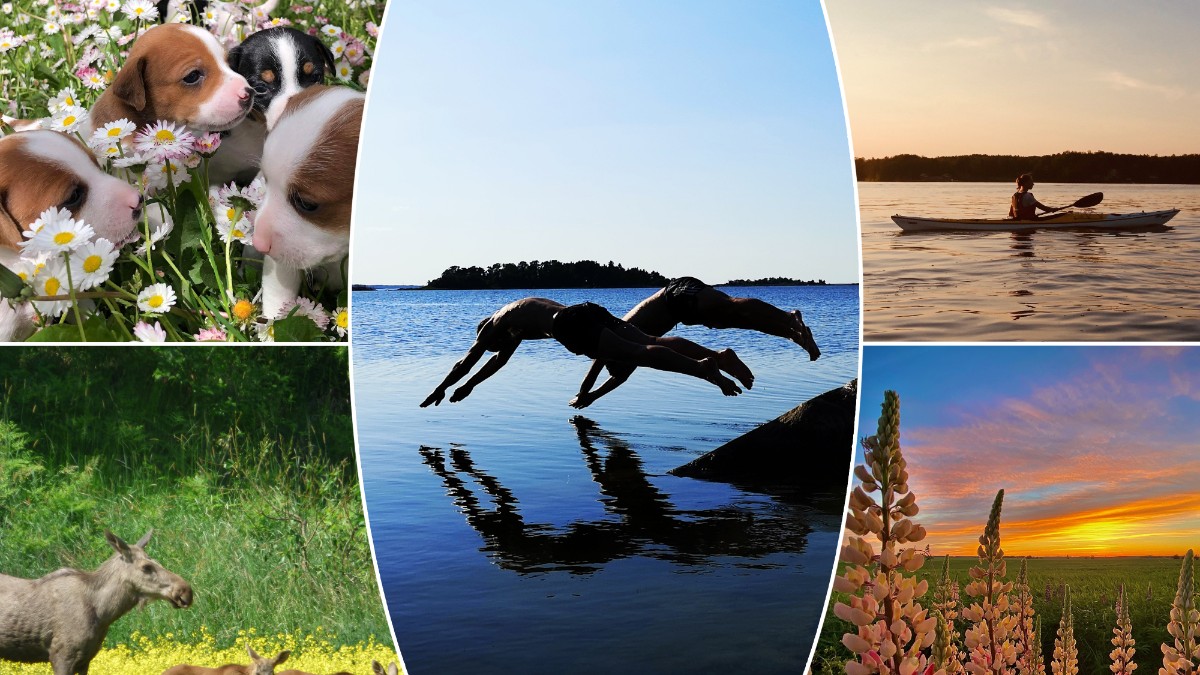 Tävling: Har du tagit årets sommarbild?